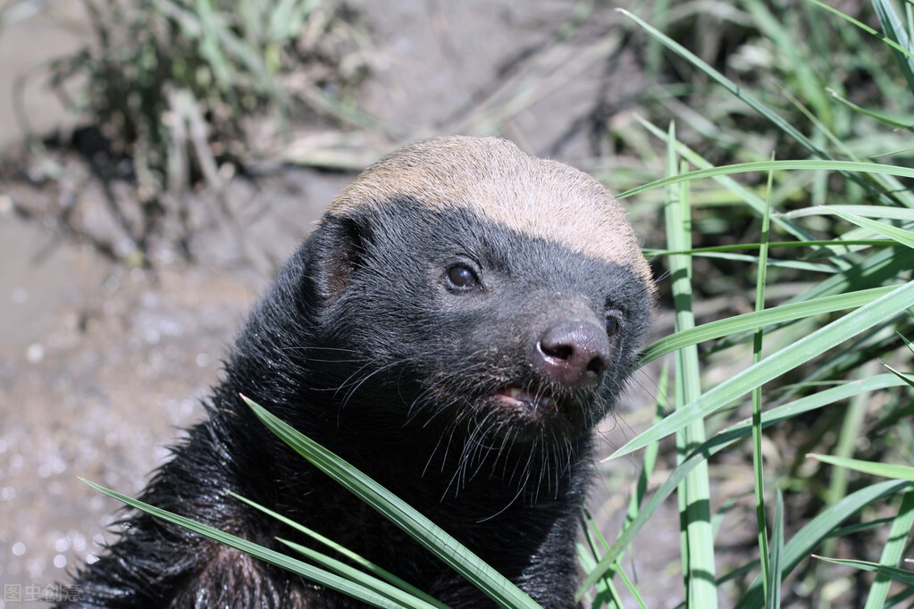 "Brother Flathead" honey badger is immune to venomous snakes and runs ...