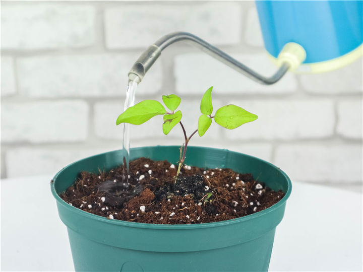 Newbies must see! Plant watering rules, learn how to grow and prosper ...