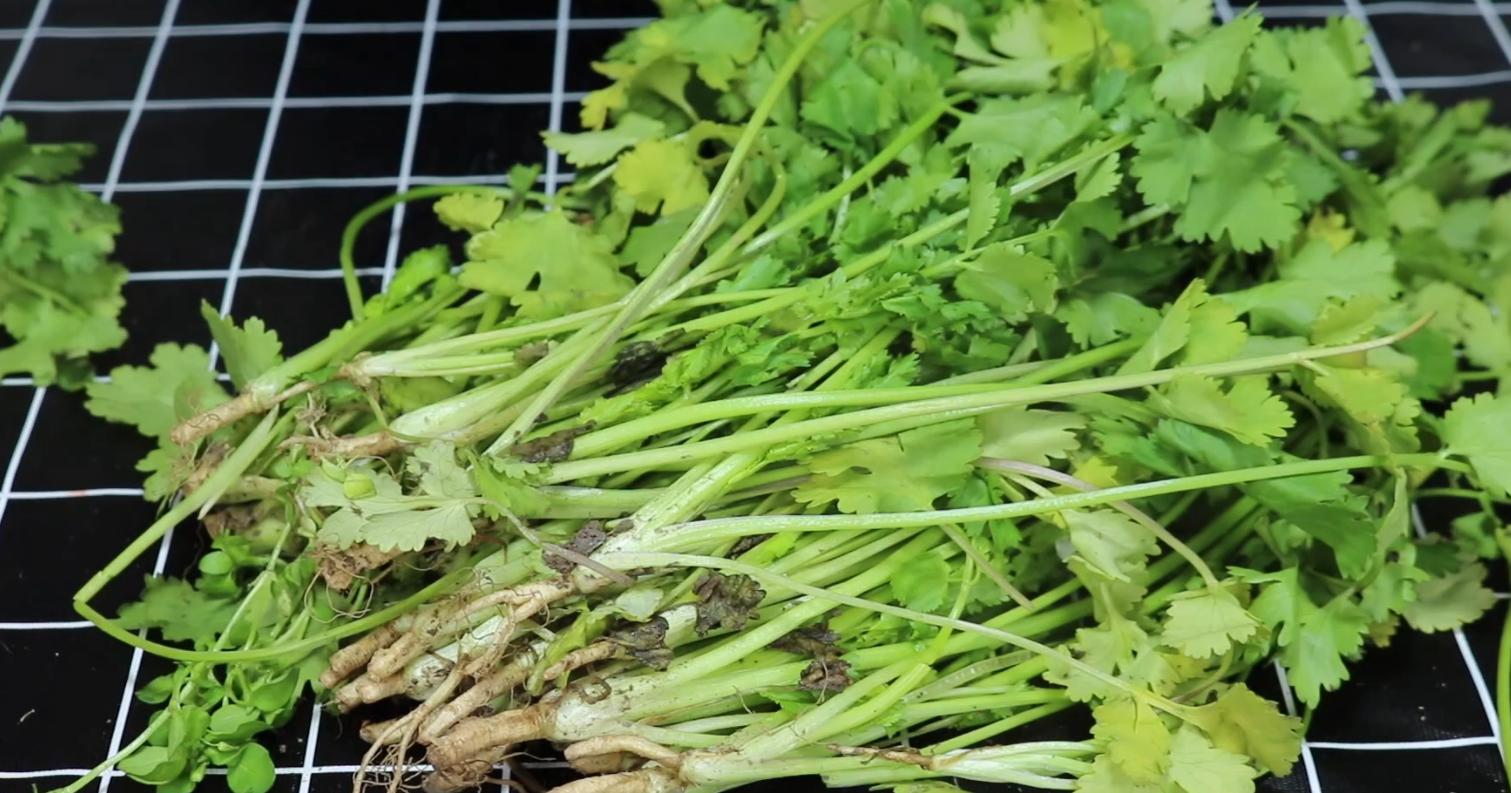 Put the coriander in the bag and keep it fresh for one year. It is the ...