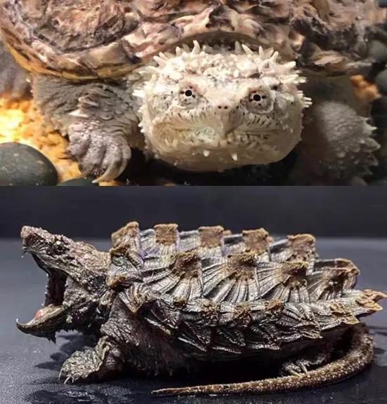 The most ferocious alien species-crocodile turtle - iNEWS