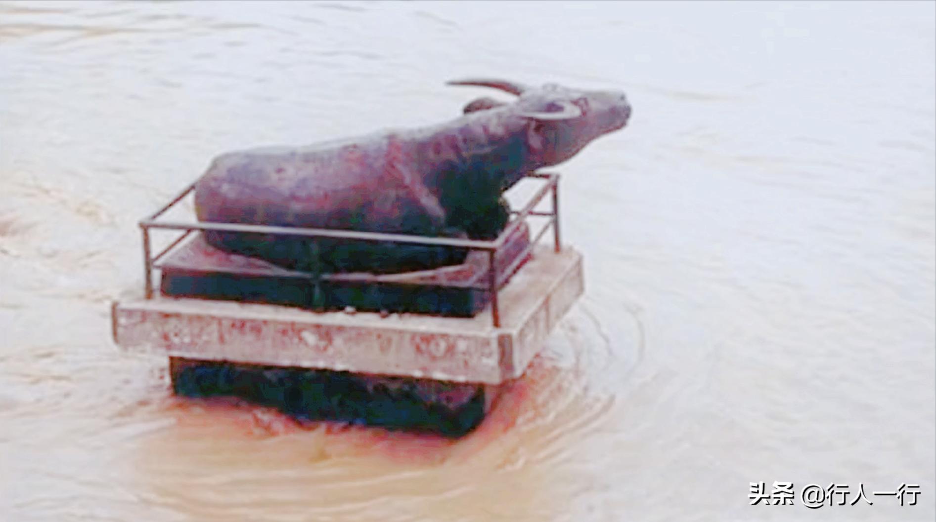 There is an iron buffalo on the Shaying River in Zhoukou, which sits in ...