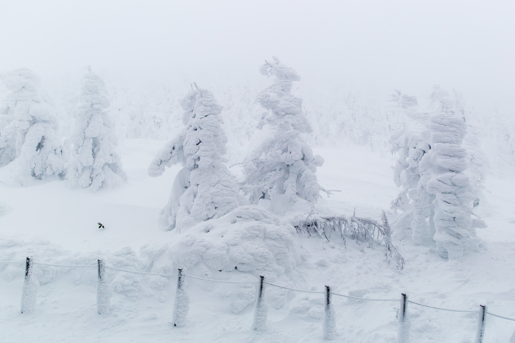 Plant Yeti Invading Japan - iNEWS