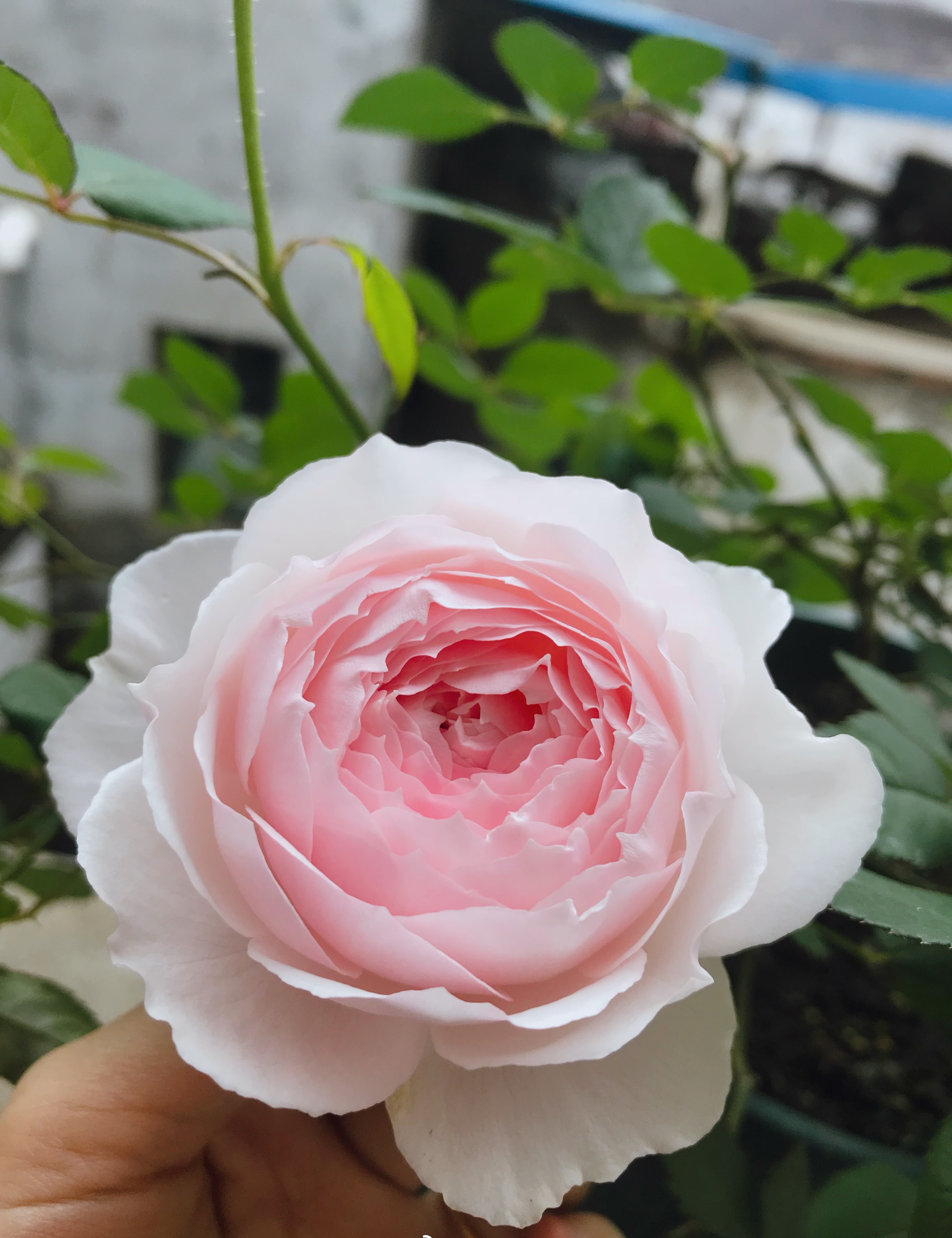Does your balcony still have a place?Raise a "Misaki" tree, there are ...