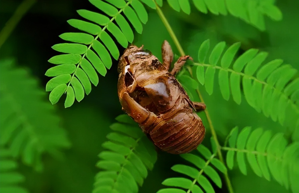 Deep-fried golden cicadas, you will be wrong if you fry them first. I ...