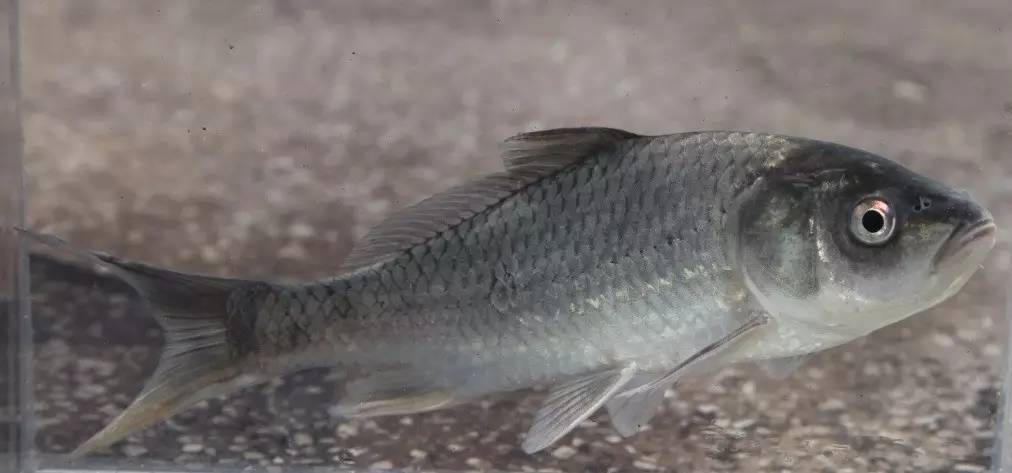 The "punishment" of Xingyun Lake, the introduction of exotic carp by ...