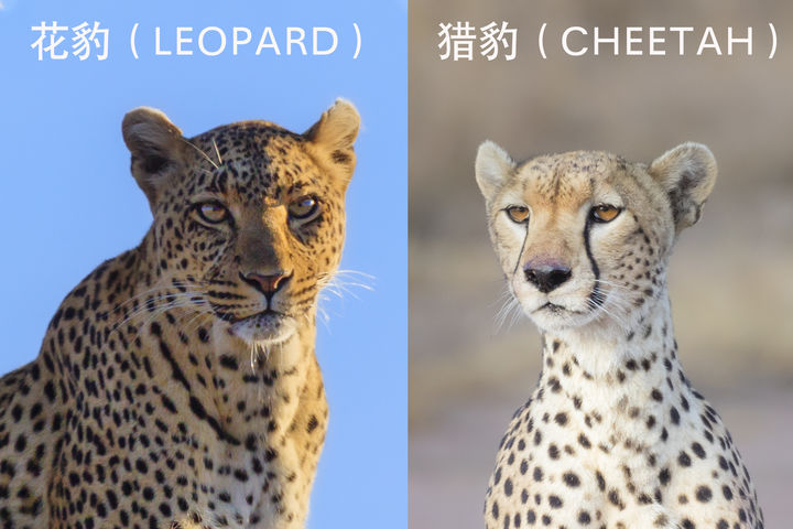 What is the mammal with the highest hunting success rate?The top ...