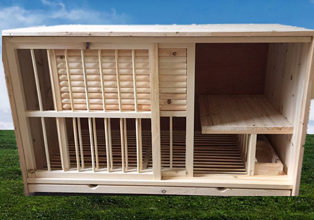 Cute pet care: how to treat a single eye cold in pigeons? - iNEWS