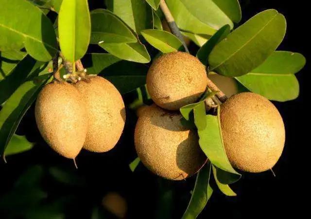 "The First of Fruits and Vegetables"-Ren Xin Guo - iNEWS