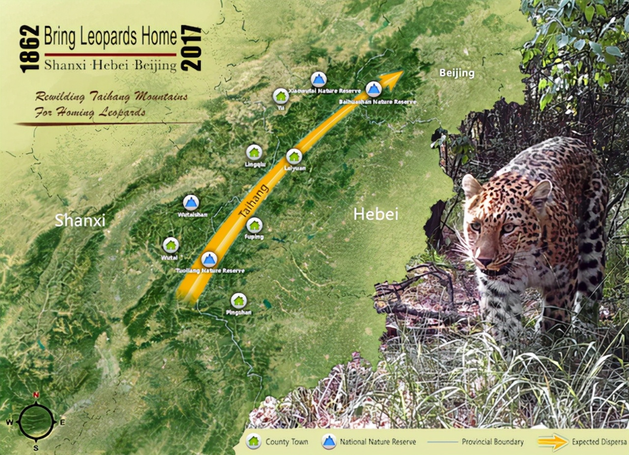 rare!Four North China leopards appeared in Shanxi. Can the "king of the ...