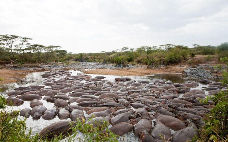 How horrible is hippo droppings?The average daily defecation volume is ...