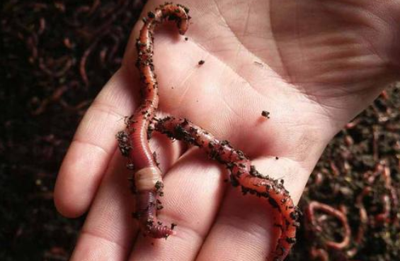 Detailed explanations of all kinds of fish nests - iNEWS