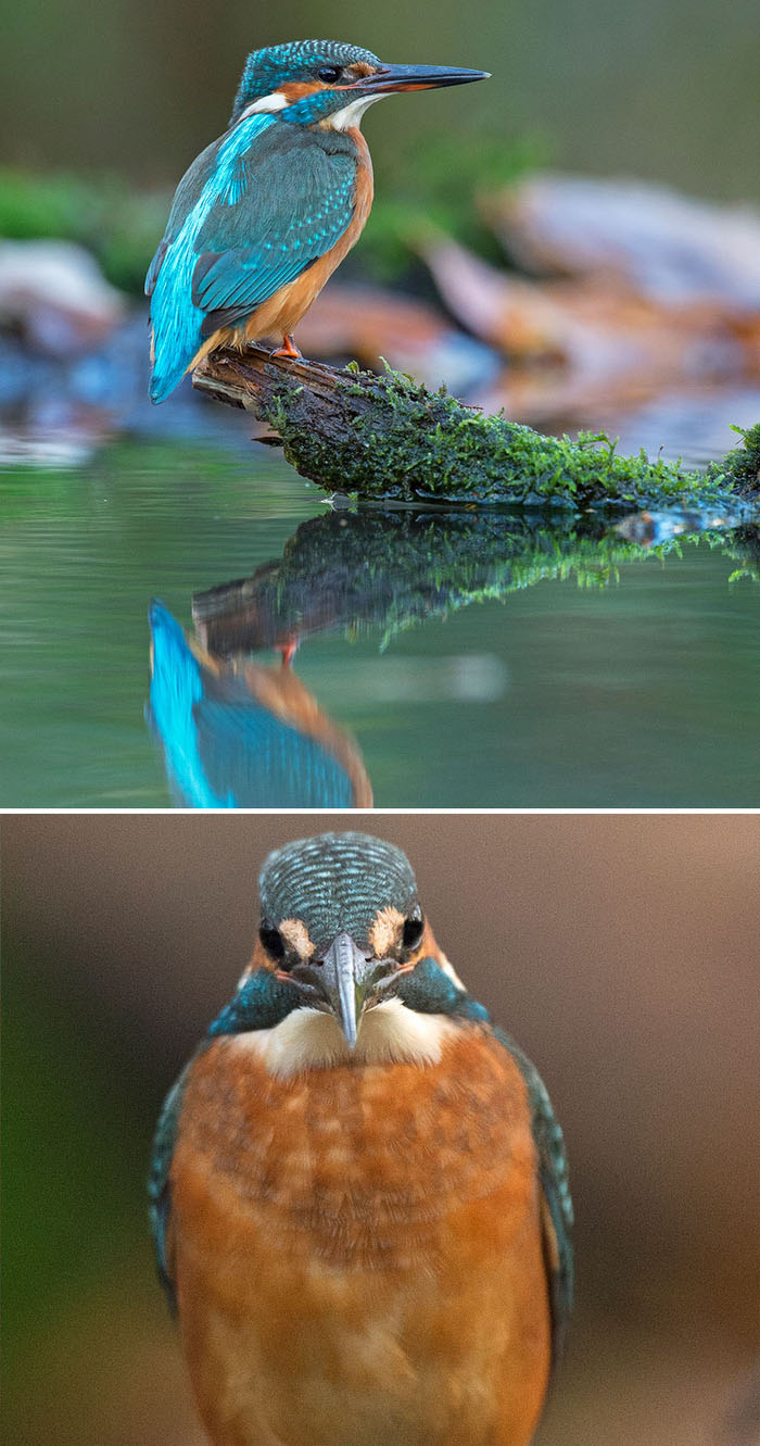 The photographer posted a bird "front VS side view" and netizens ...