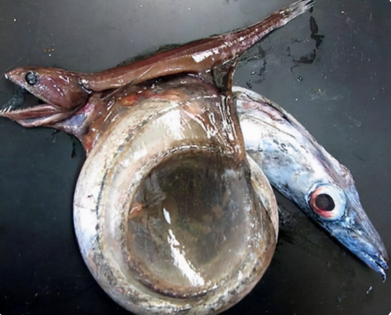 The terrifying devourer on the earth, with a strange appearance, can ...