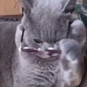 The Japanese police dog named Jiro lost himself while searching for the ...