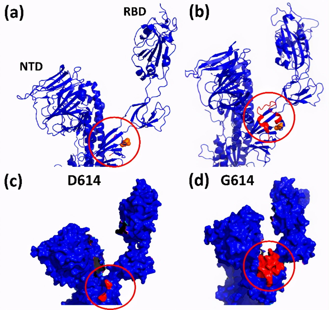 Viruses: Uncover the mystery of SARS-CoV-2 spike protein mutation - iNEWS