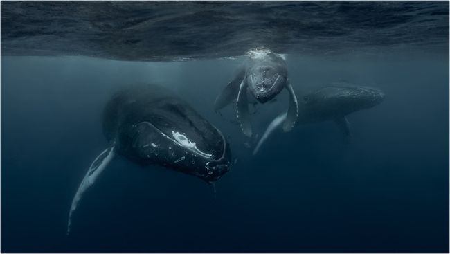 This kind of whale has become the natural enemy of killer whales?As ...