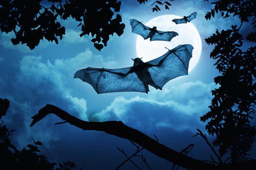 Bats are a sign of blessing in ancient history, why are they the ...
