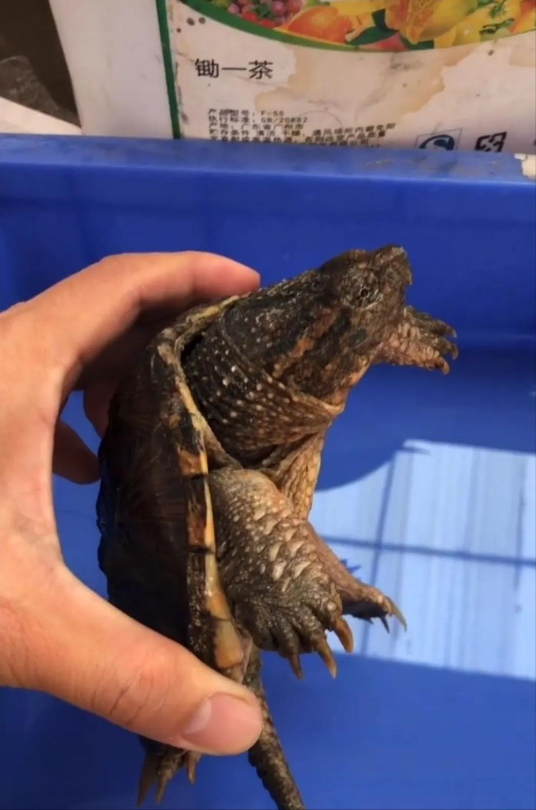 "Resurrected from the dead"! A snapping turtle in Guangxi fled for a ...