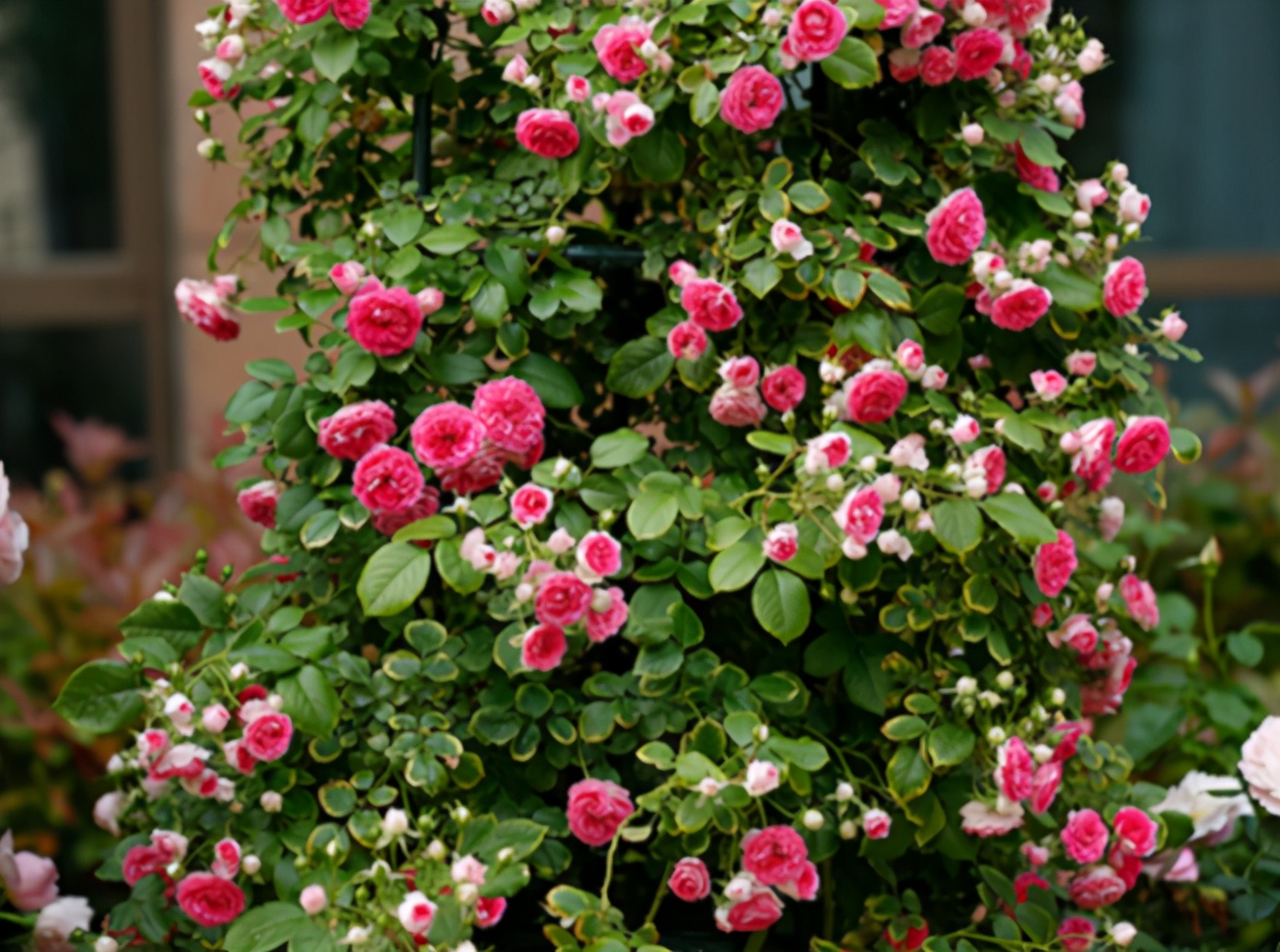 "Chinese rose rouge buckle" has many advantages and strong flowering ...
