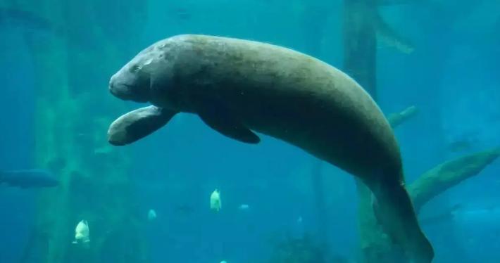 Manatee: The legendary mermaid, originally living on the mainland, was ...
