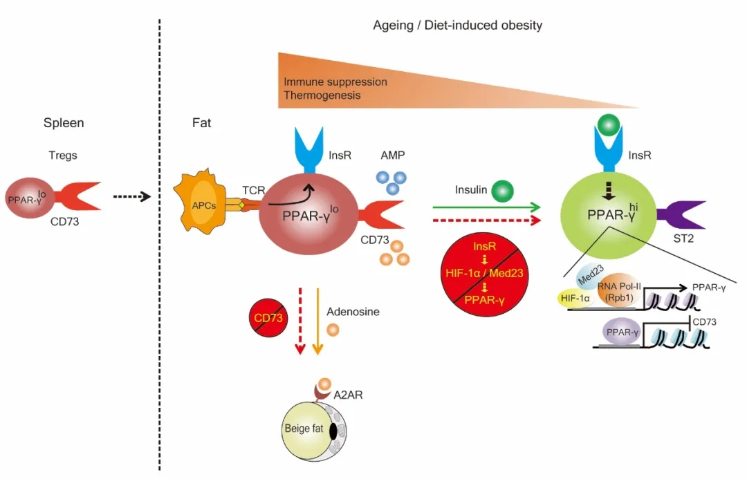 Differentiation of Different Treg Subtypes in Adipose Tissue and New ...
