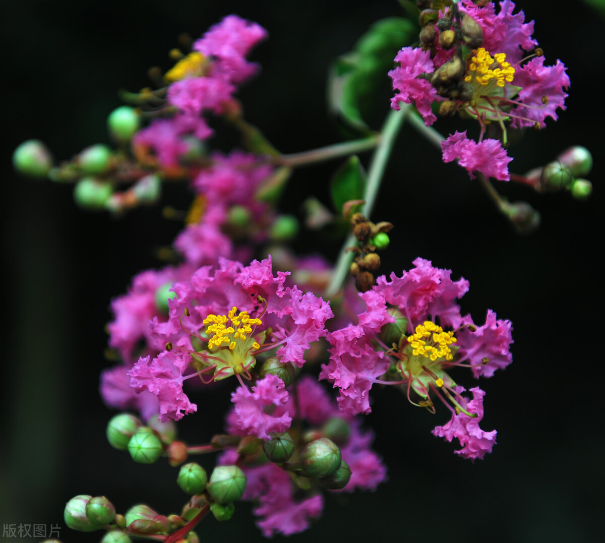 Thousands of years of "antique flowers", do not need money to take home ...
