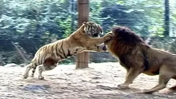 Inventory of 16 liger fights that have actually occurred in history ...