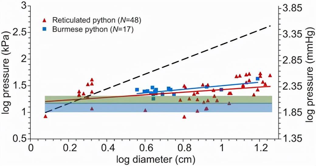 How strong is the python strangulation power?Blood pressure soars ...
