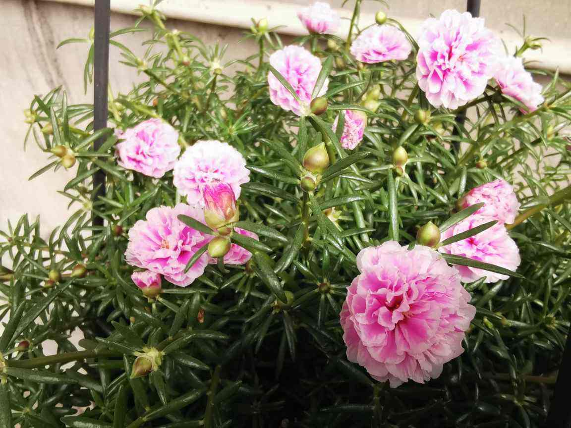The pros and cons of flowers that are particularly prone to bursting ...