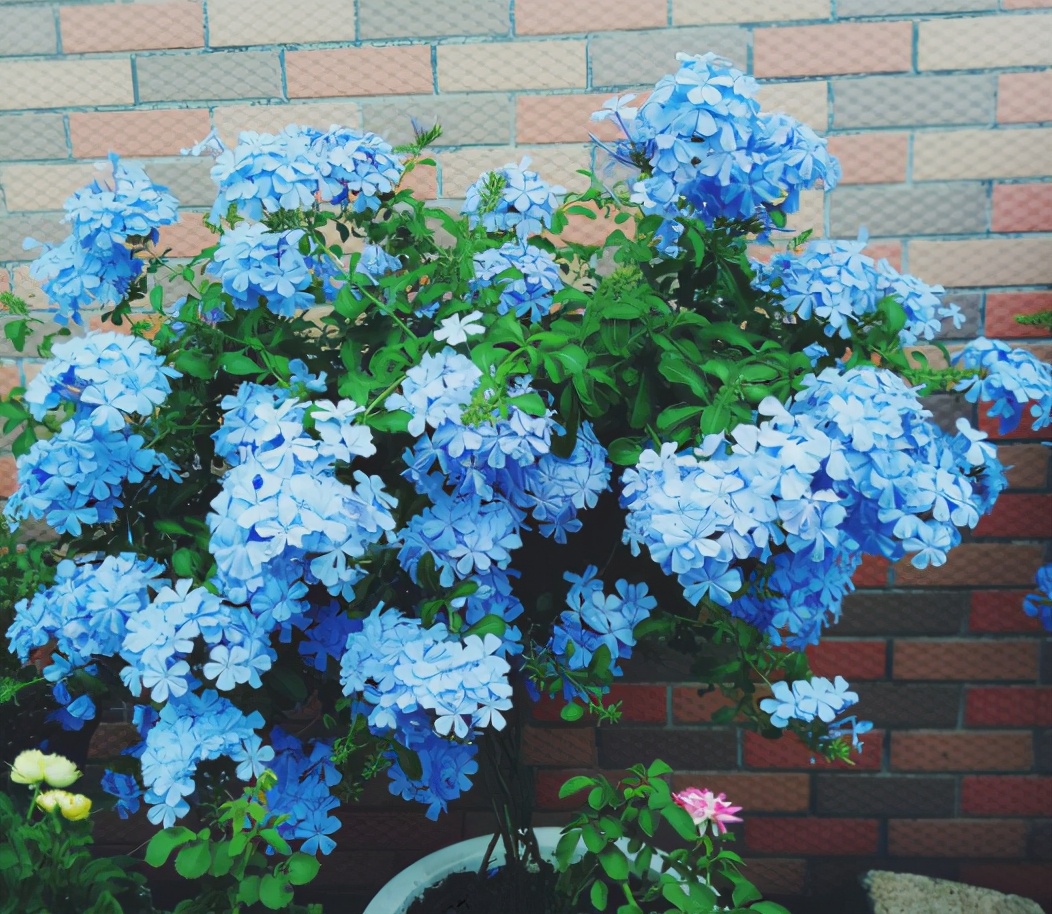 Choose 5 kinds of flowers in summer, they like the "big sun", the more ...