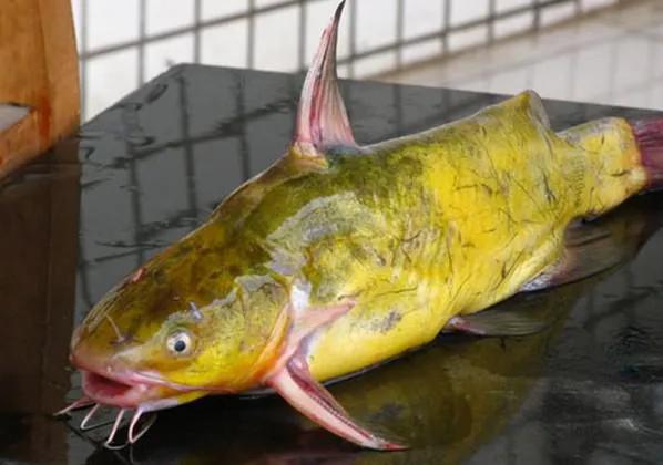 Gaoyou Xiaohe Fresh in Wang Zengqi's memory, which one do you like best ...