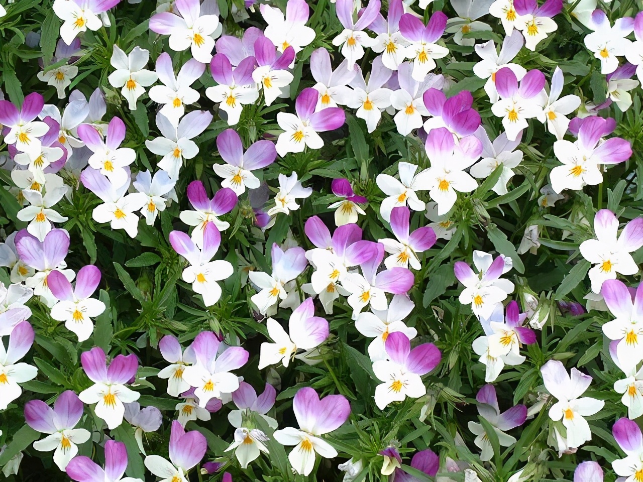 Picturesque little rabbit horned pansy, frilly horned pansy - iNEWS