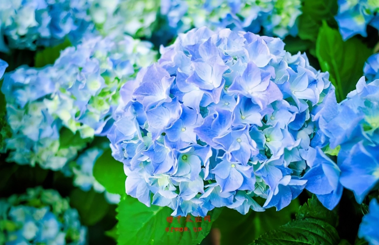 Is the summer hydrangea sunburned?3 tips to "rejuvenate", plant leaves ...