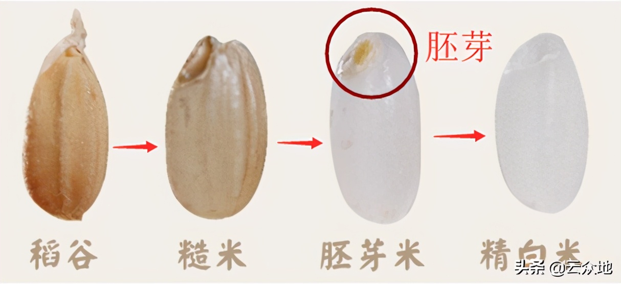 1 grain of germ rice is about 108 grains of polished white rice, really ...