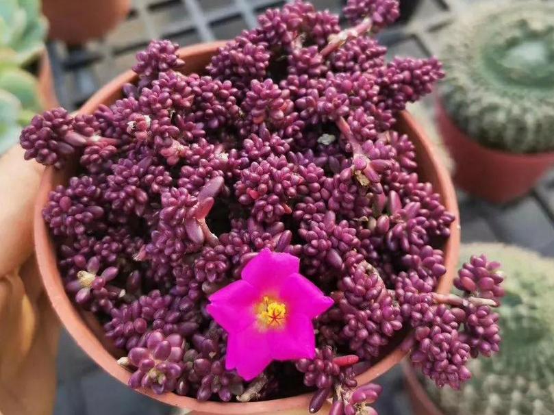Purple rice grains, a succulent for viewing flowers and leaves, easy to ...