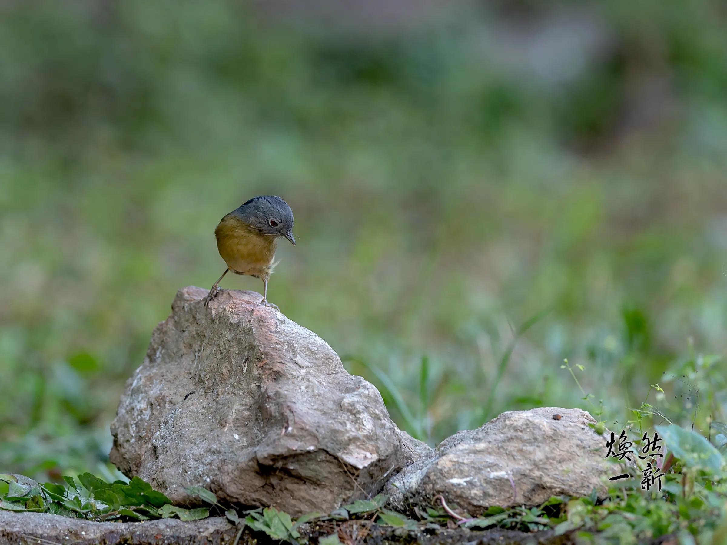 The Yunnan finches is a subspecies of the gray-throated finches from ...