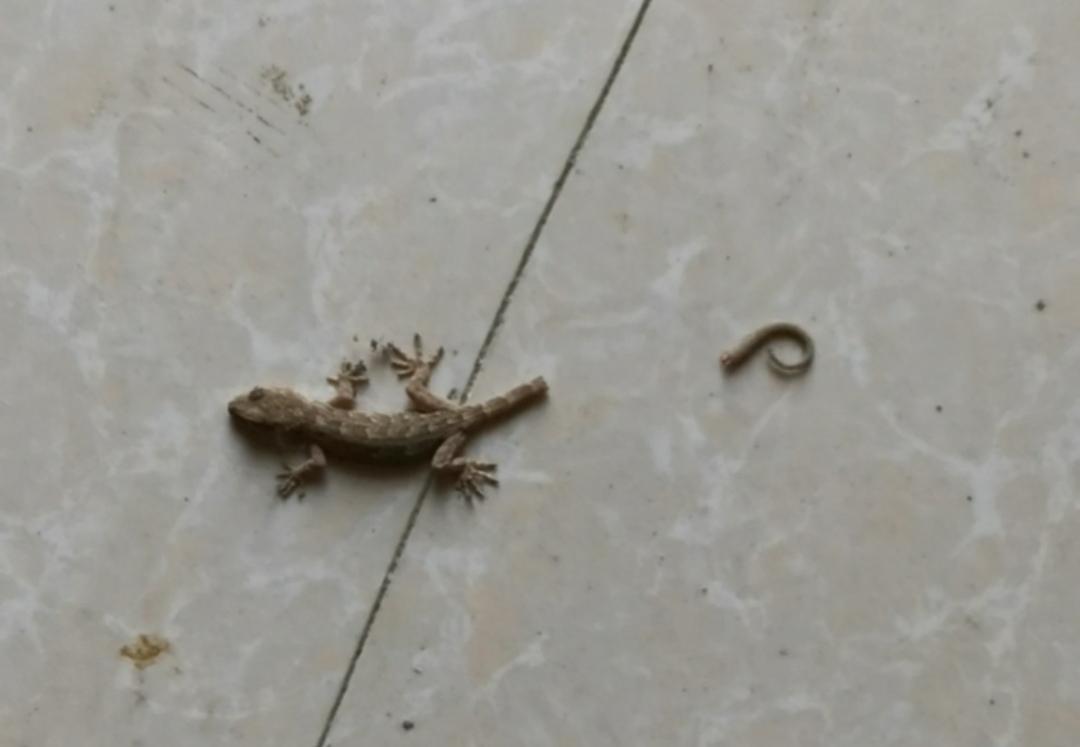 Twist your head off and play. Why can flies live without a head? - iNEWS