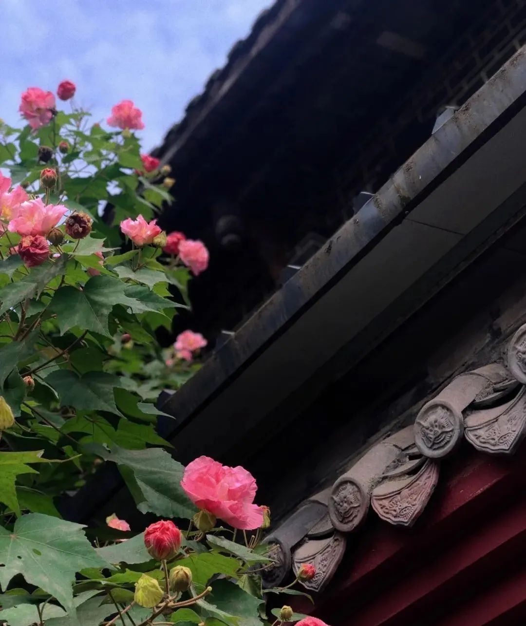 Hibiscus blooms all over the city!These 5 places in Chengdu are so ...