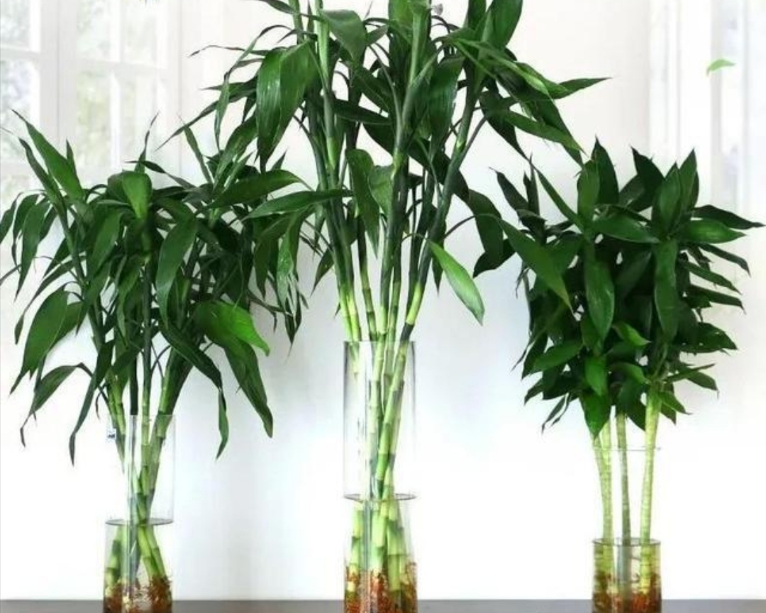 Hydroponic rich bamboo, how can it take root as soon as possible and ...