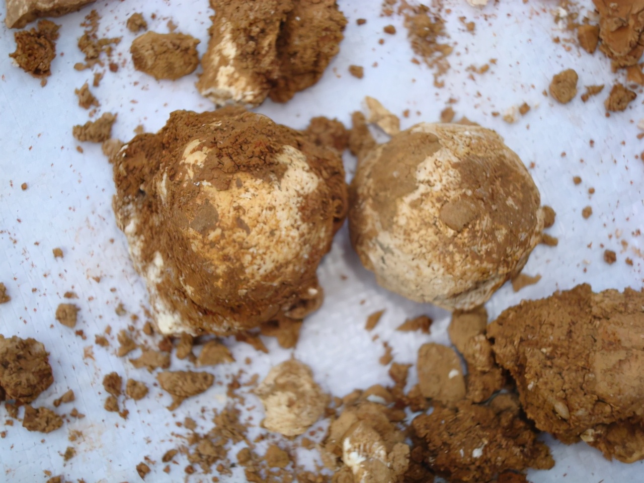 Fossils of human feces with a root length of 20cm were discovered ...