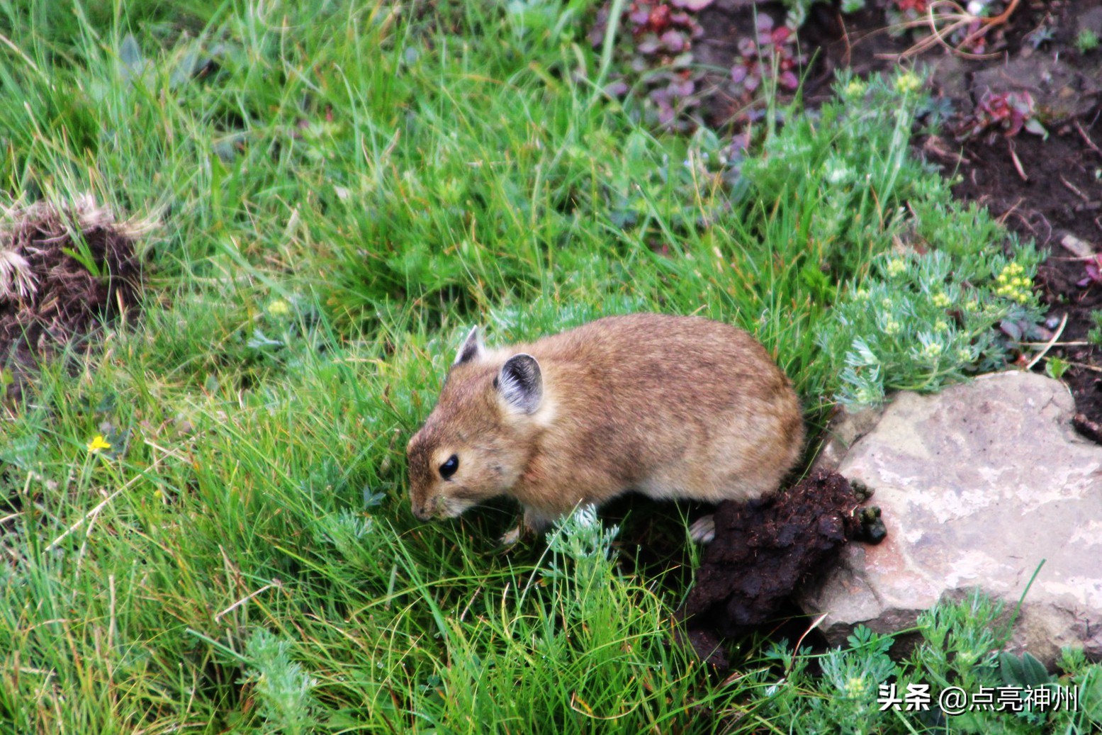 What is the chubby "big mouse" on the Qinghai-Tibet Plateau?They were ...