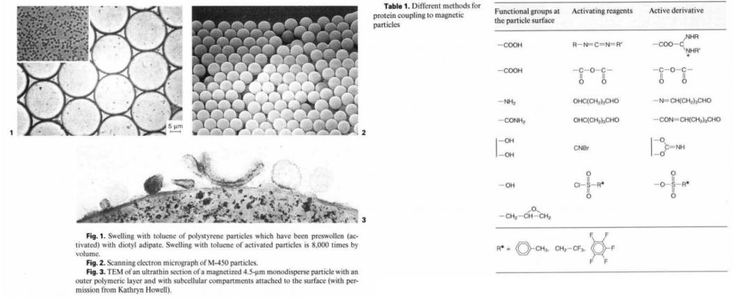 Brief introduction of in vitro application of biomagnetic beads - iNEWS