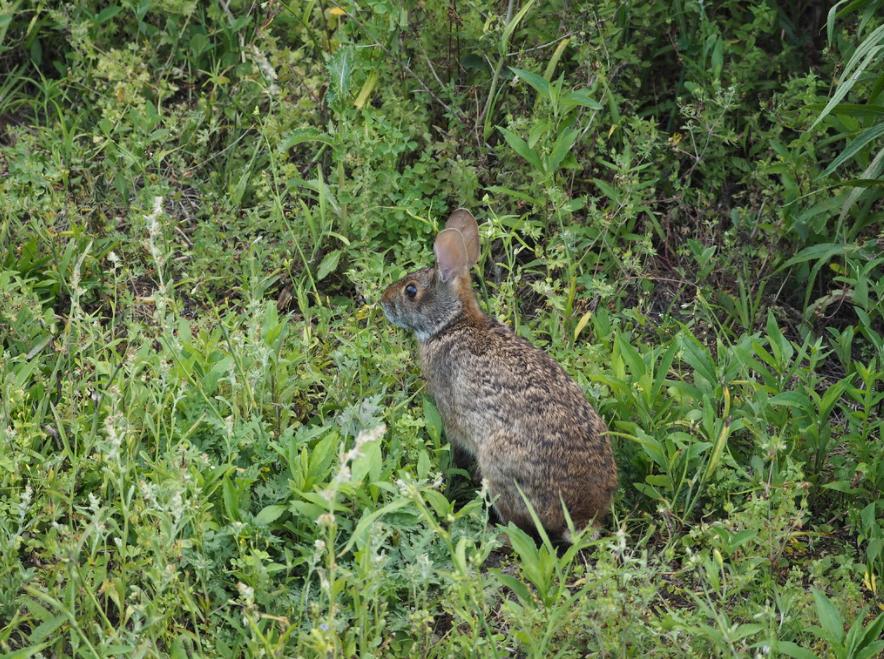 Can rabbits swim?After watching the swamp rabbit's swimming style ...