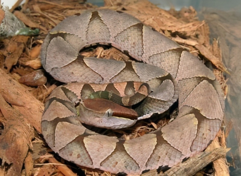 The three most harmful vipers, besie the king snake, and the fierce ...