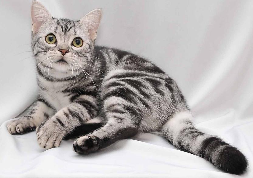 Why are there so few people raising "beautiful short cats"? - iNEWS