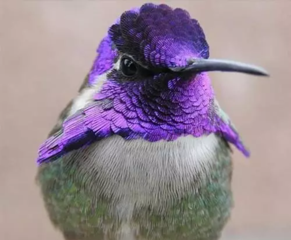The five smallest birds in the world, the smallest bird has no pictures ...