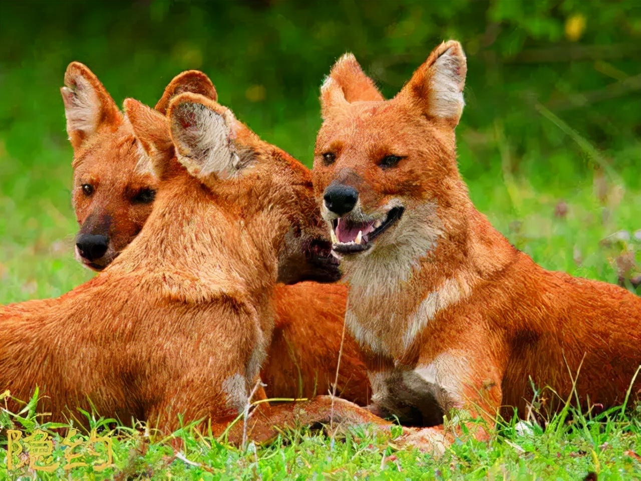 Do you know what these "dogs" in the Hakka dialect mean? - iNEWS