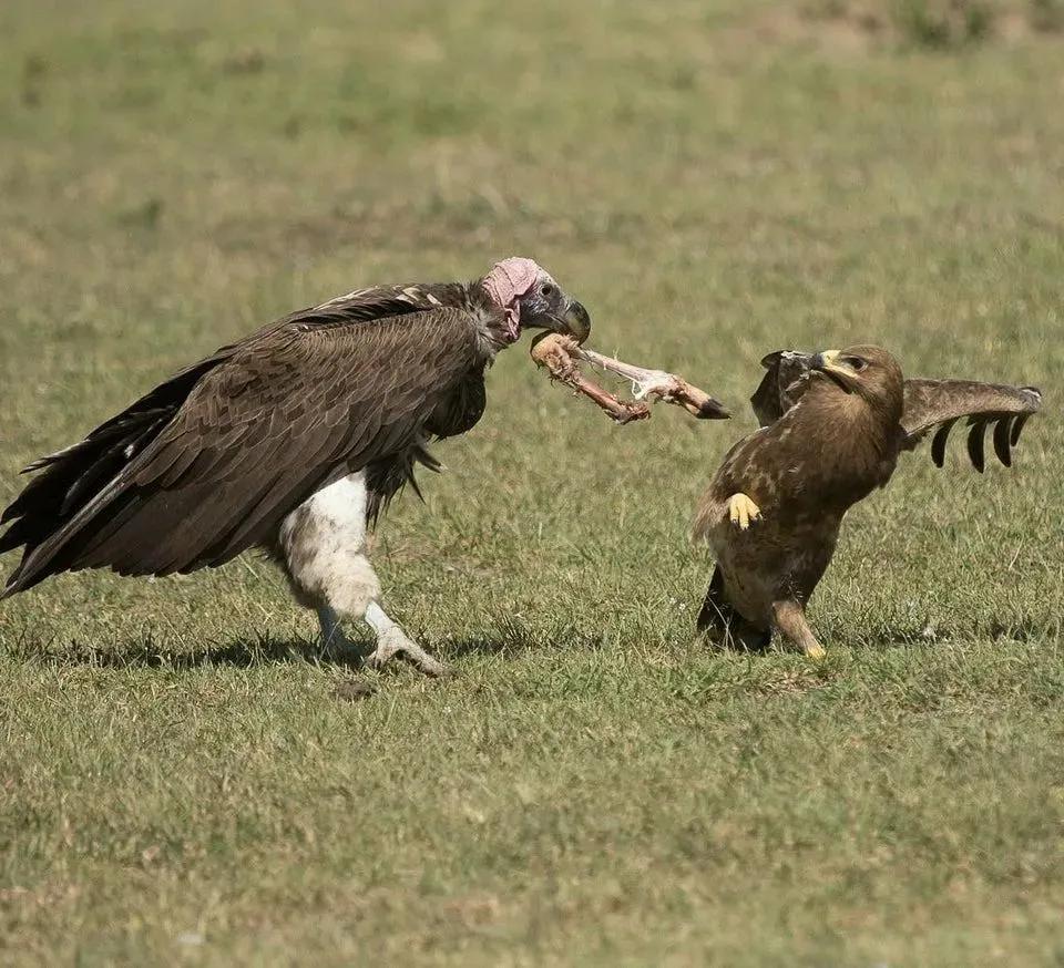 Snapshots of the wonders of the animal world that make people ...