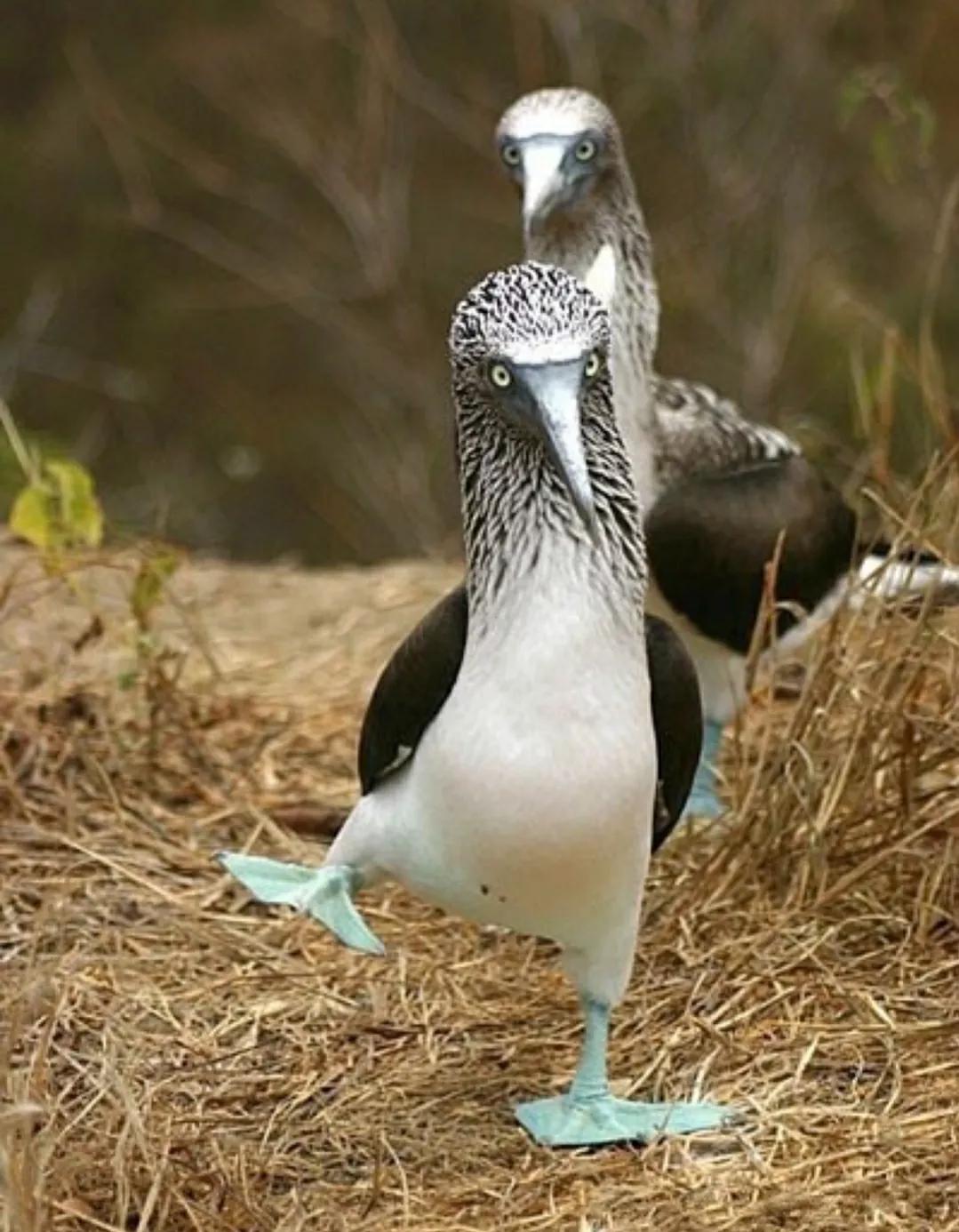 Have you ever seen a bird with blue feet? - iNEWS