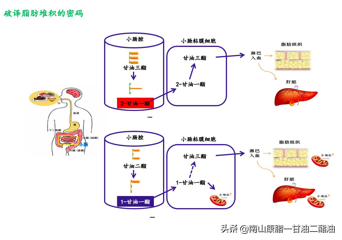 What is diglyceride cooking oil? - iNEWS